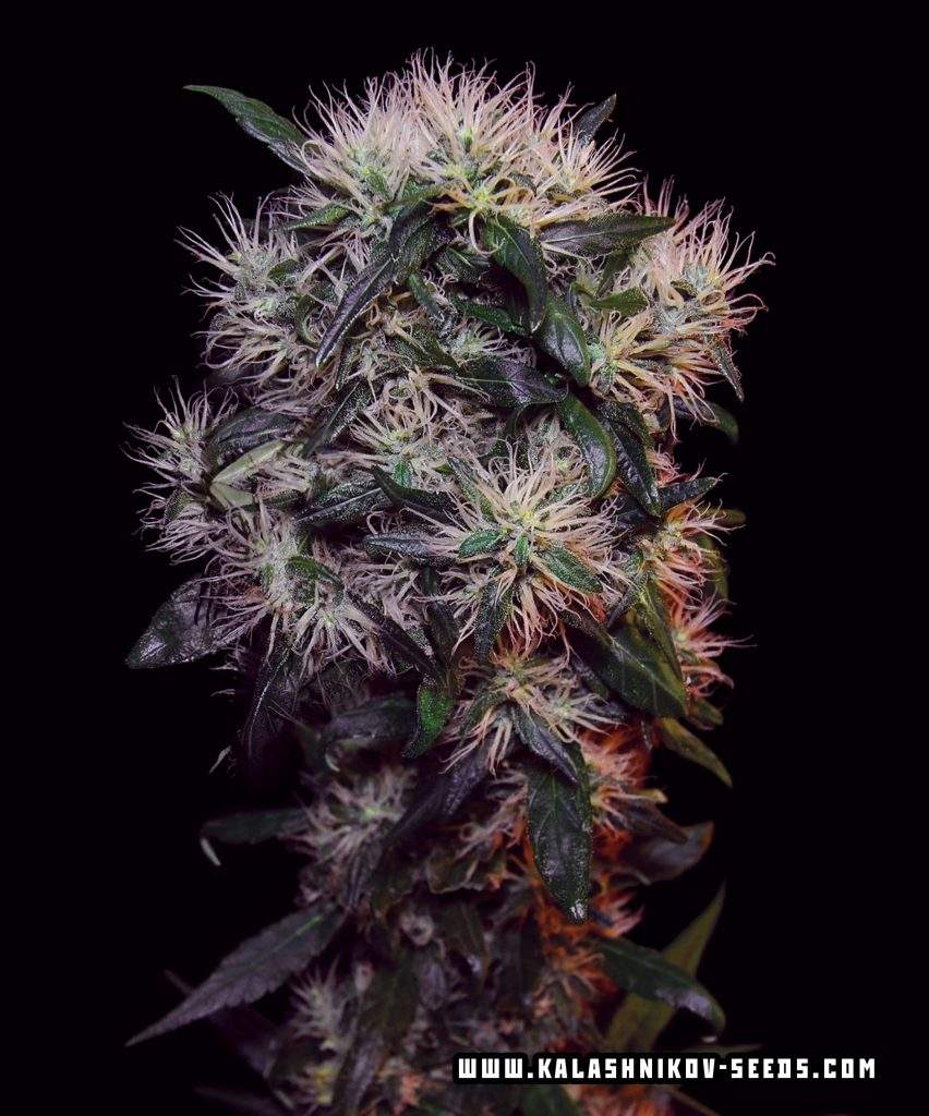 Babushka Black Auto x Chocolope Auto — Kalashnikov Seeds